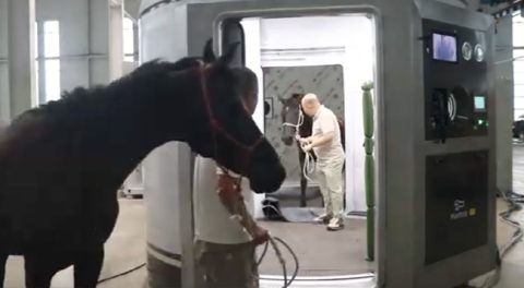 IFS ship Horse Racing Oxygen Chamber around the world | Case Study